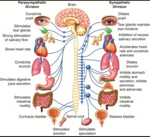 Autonomic Dysfunction/Dysautonomia - DEE-P Information Resource Center
